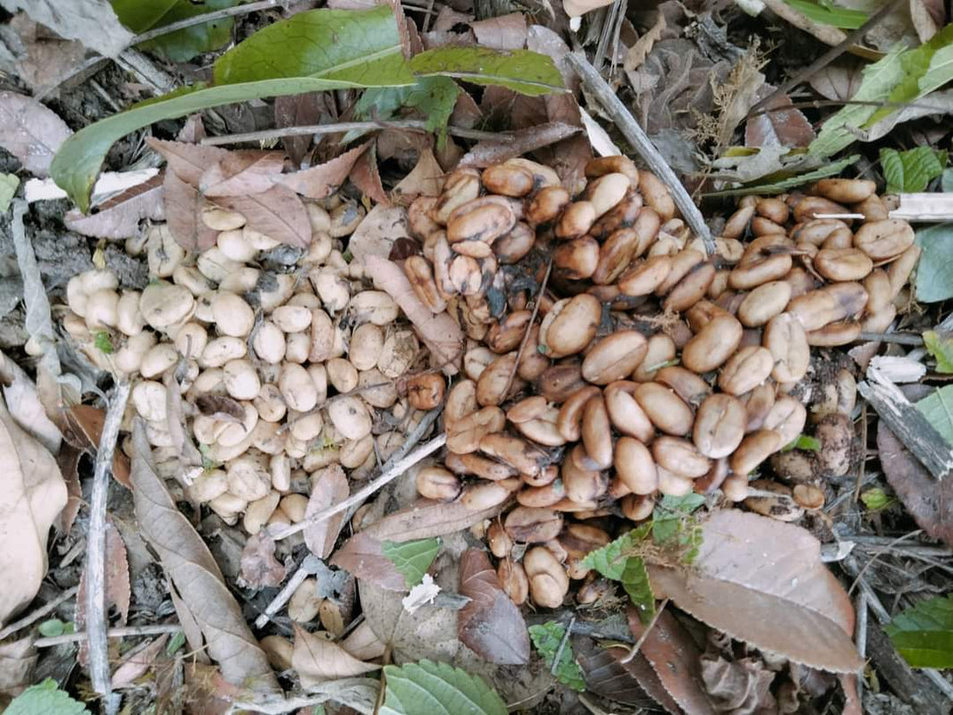 The Poop Coffee: Our Ethical Commitment to Wild Kopi Luwak